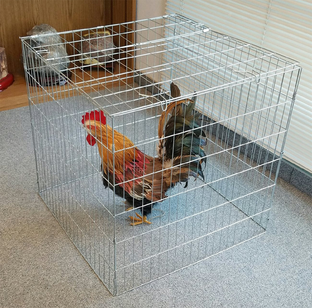 Show Cages 5 Pack - Volkman Pet Products