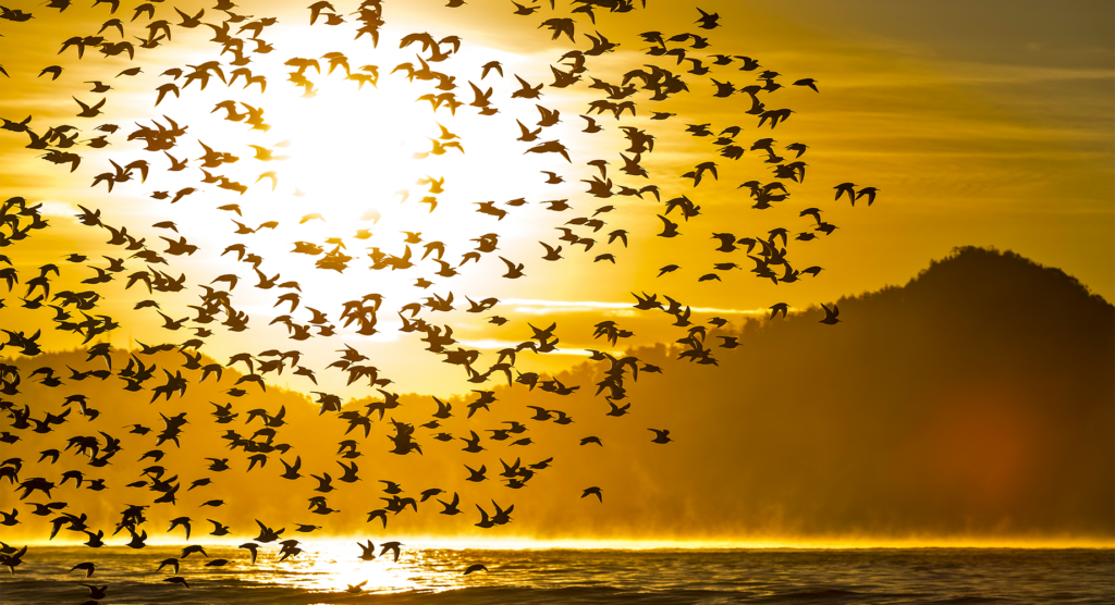 Bird Festivals - Volkman Pet Products