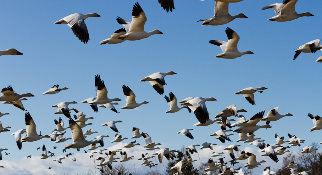 Avian Influenza - Volkman Pet Products